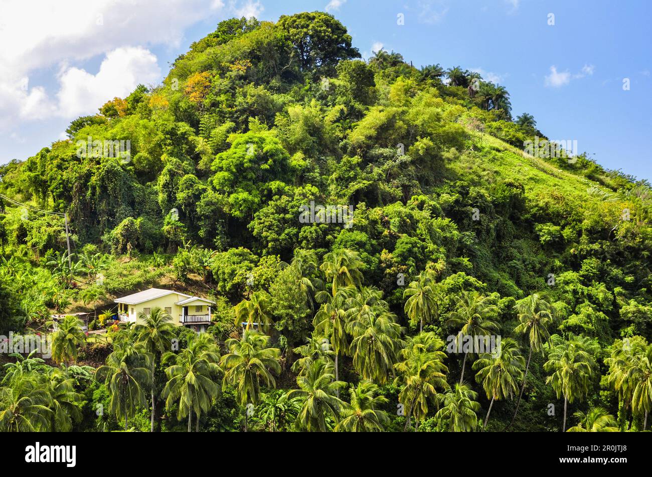 house on a hill in palm tree forest near Kingstown, St. Vincent, Saint ...