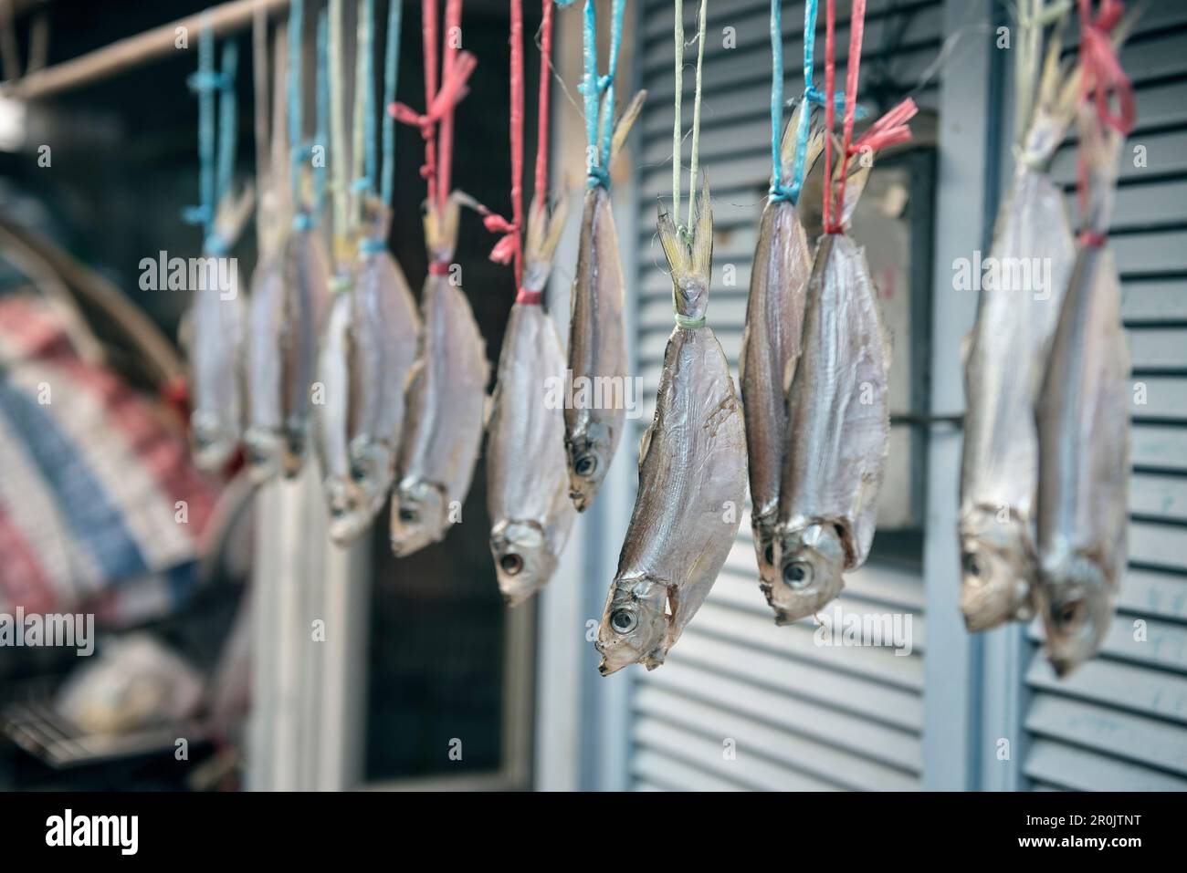 small fishes hanging for drying in front of house at fishing village ...