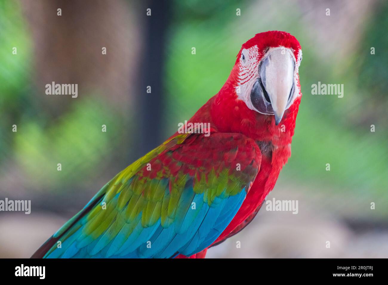 Red macaw sitting on branch and look at visitors with blur background ...