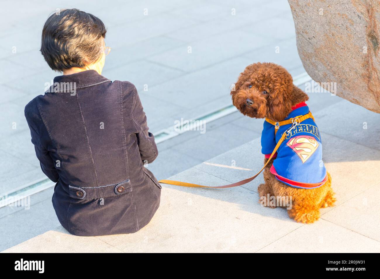 Chinese women with a superman dog, amazing clothes of the dog, brown ...
