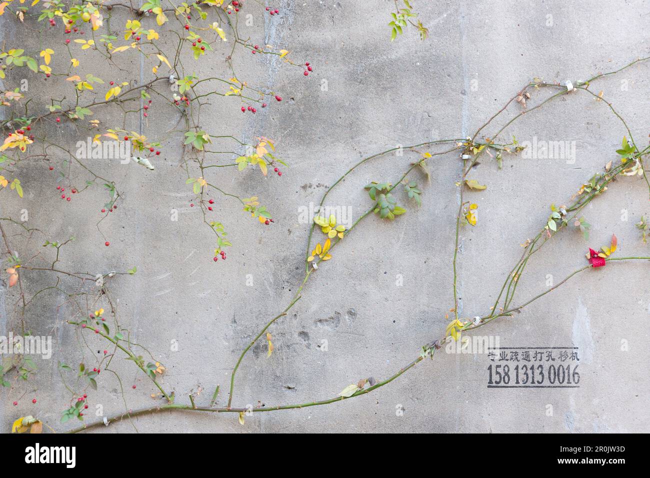 With plant overgrown concrete wall, red buds, graffiti telephone number ...
