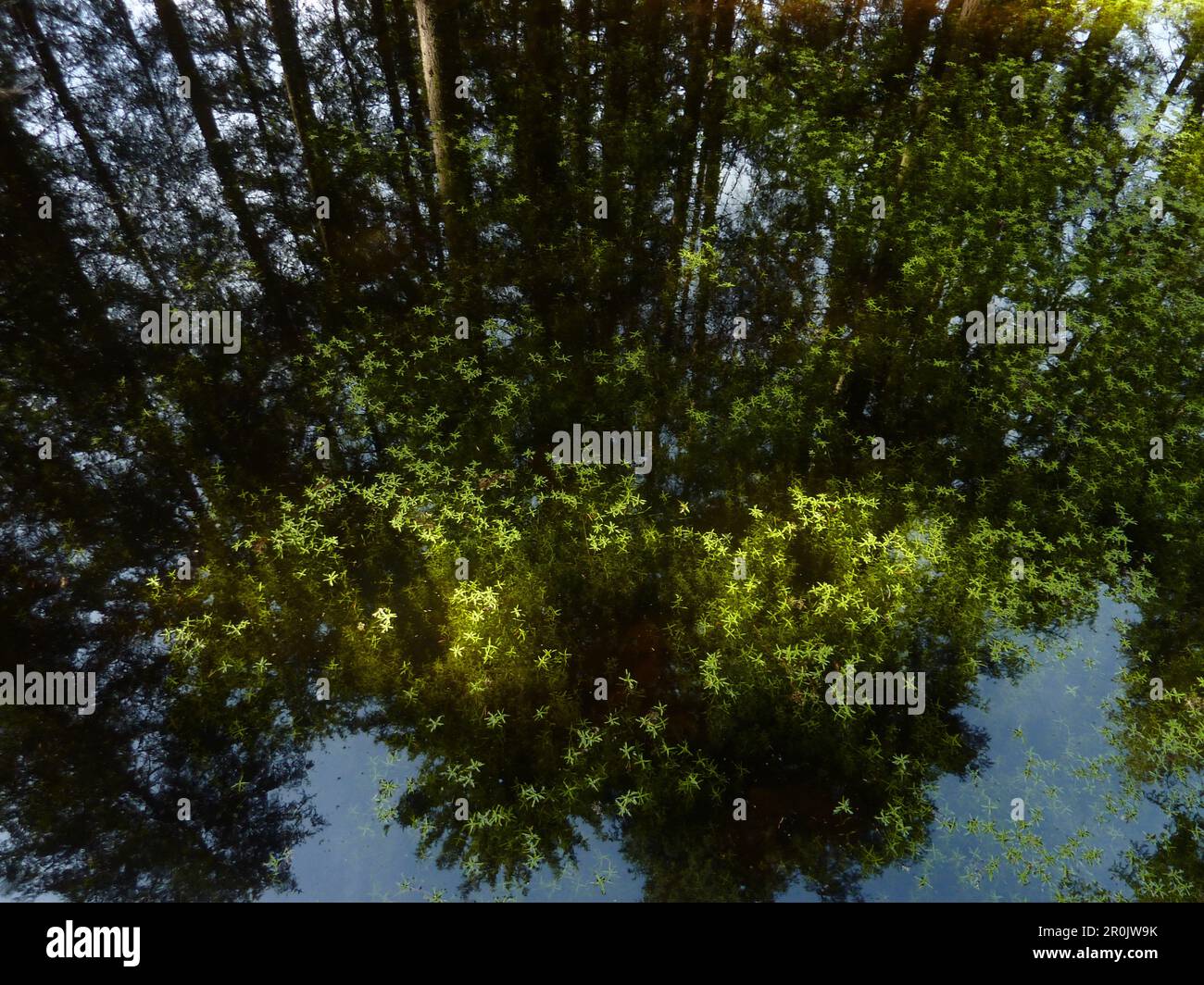 Reflection trees in small hi-res stock photography and images - Alamy
