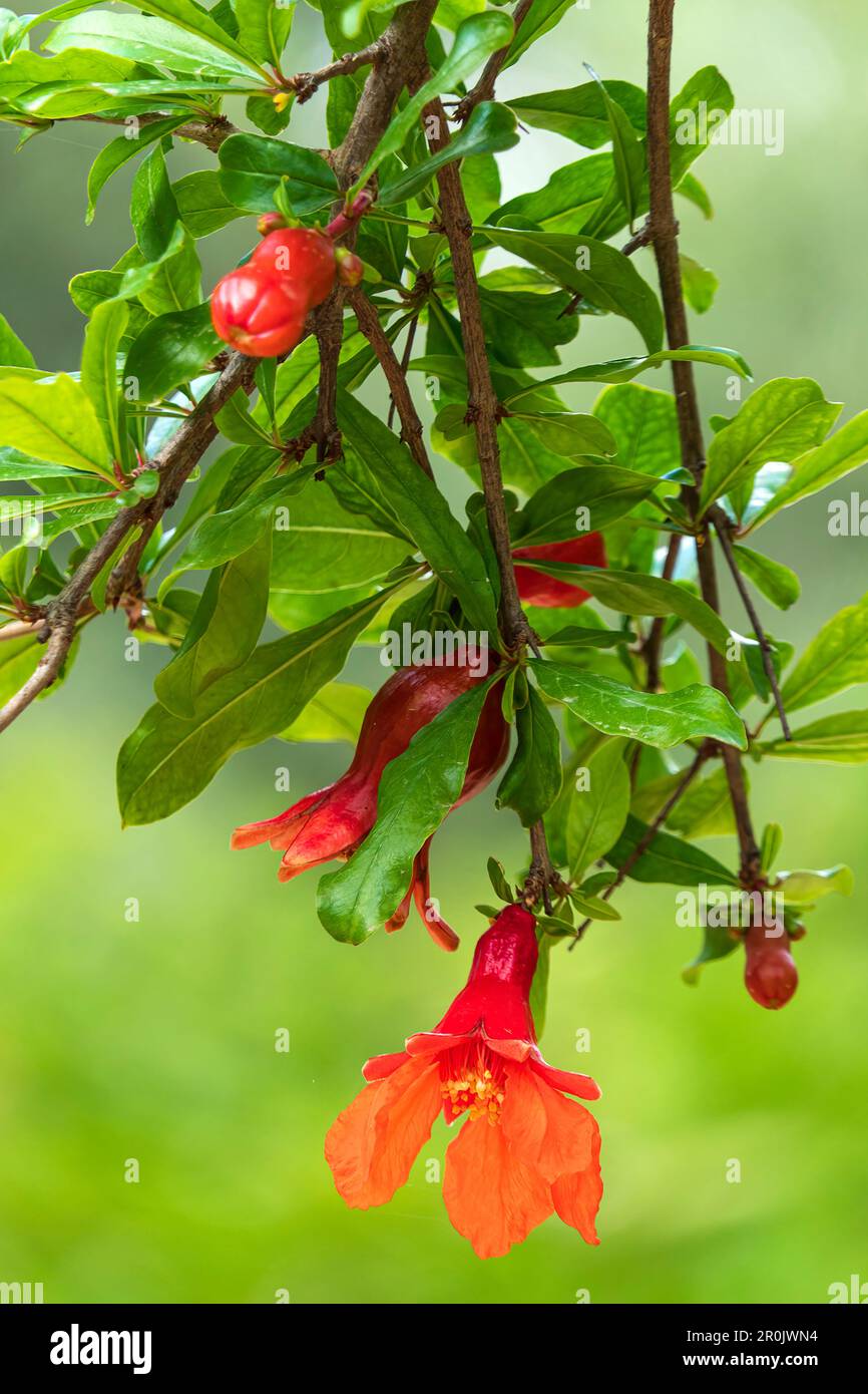 Red flowers and buds of a flowering pomegranate tree close-up among ...
