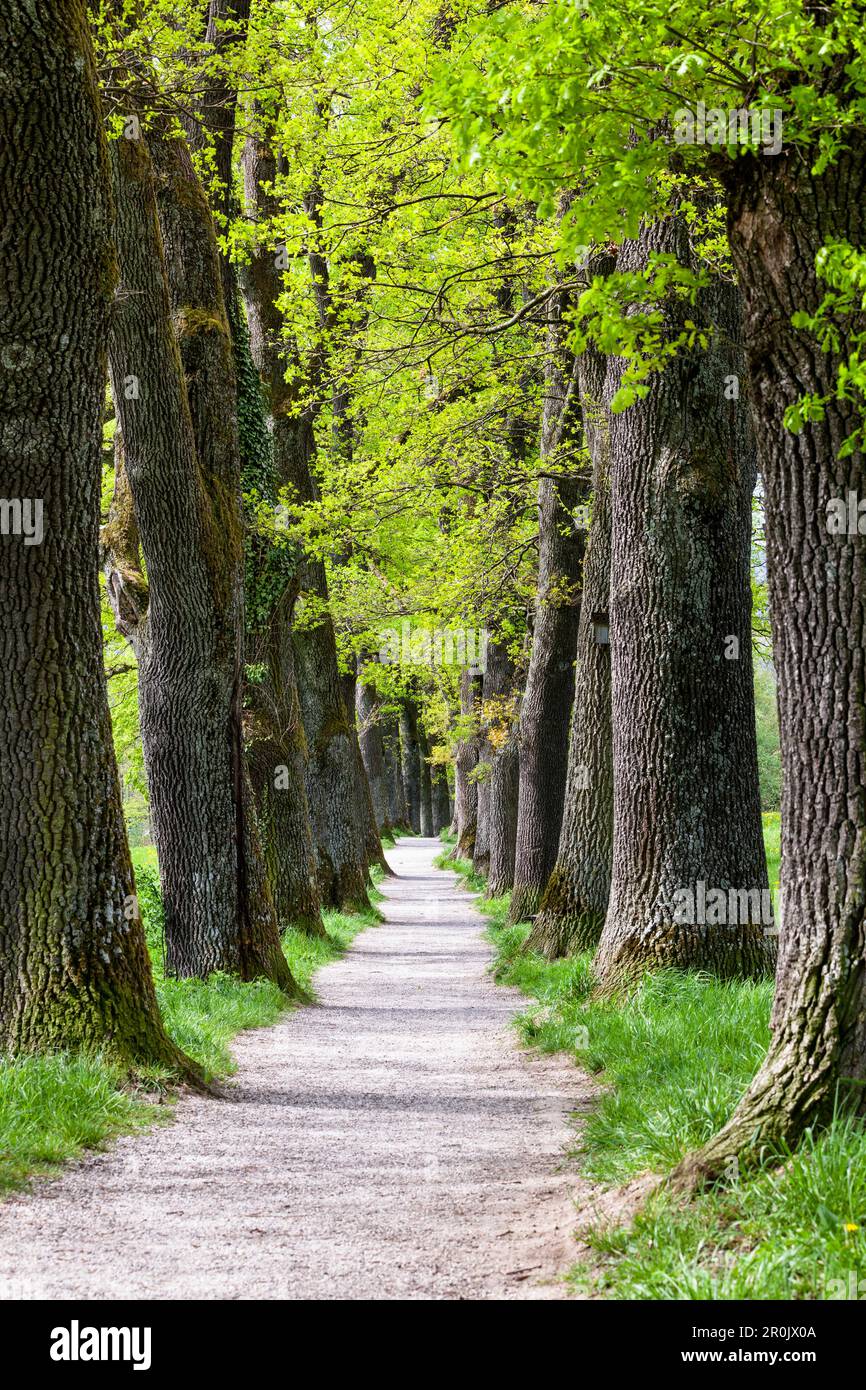 Oaks alley in spring hi-res stock photography and images - Alamy