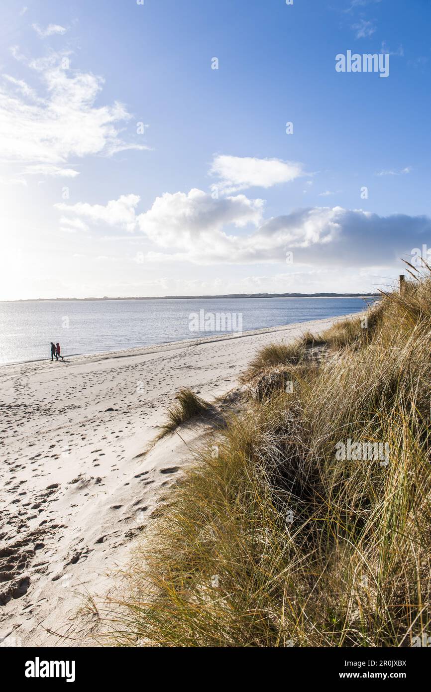 Nature reserve at Ellenbogen, island of Sylt, Schleswig-Holstein, north ...