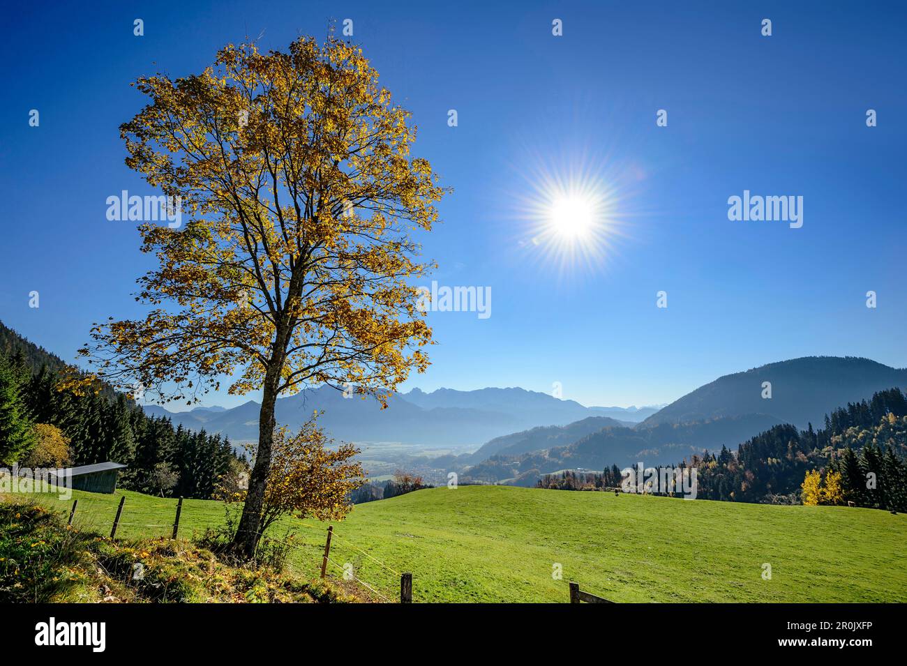 Tree in autumn colours in front of valley of Inn and Kaiser range ...