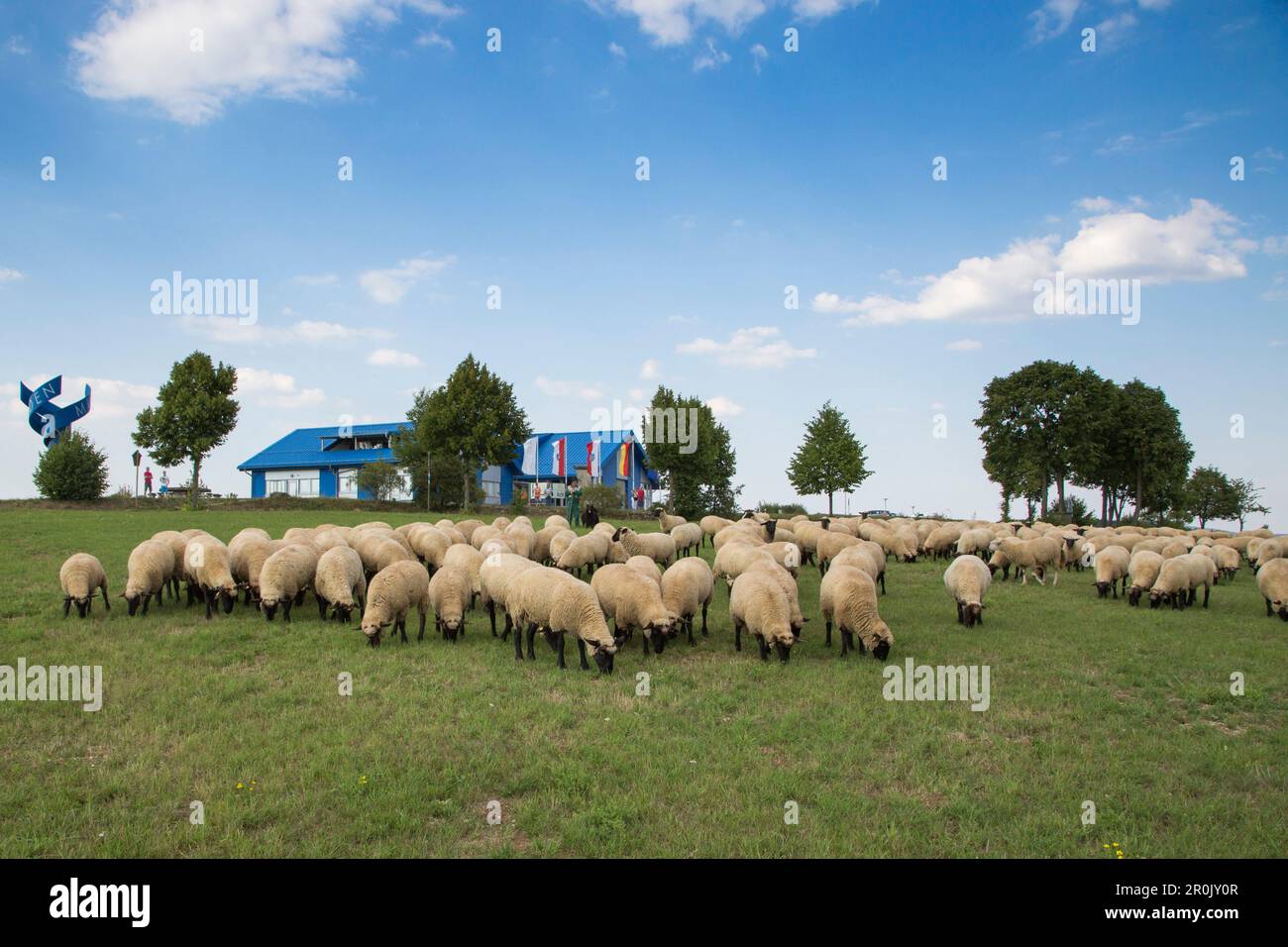 Flock of sheep on meadow with House on the Border Museum at Point Alpha ...