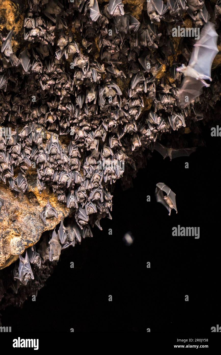 Bat colony in front of the cave entrance, near Padangbay, Bali ...