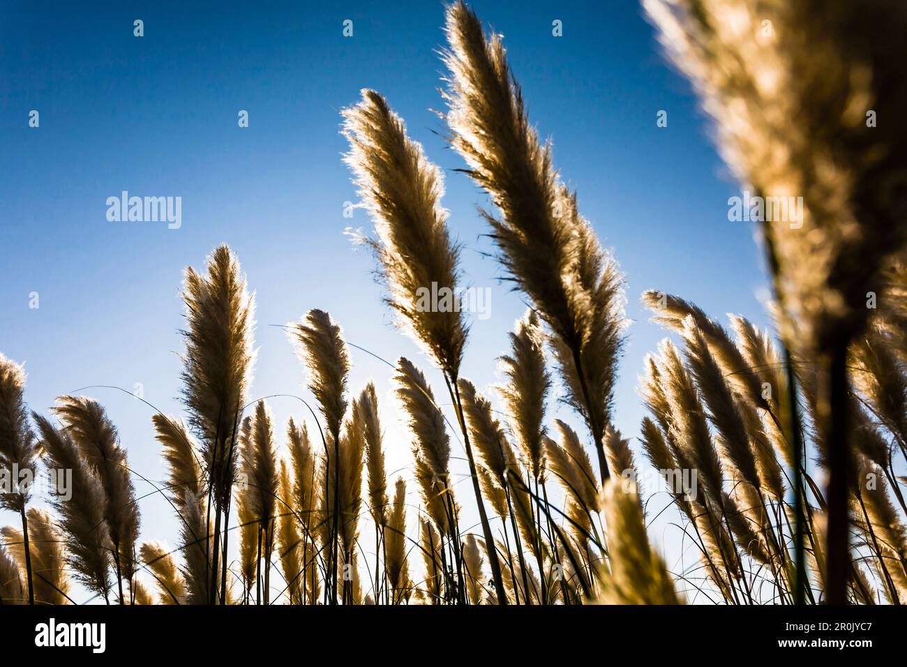 Yellow reed against the light of the sun as a contrast to the blue sky ...