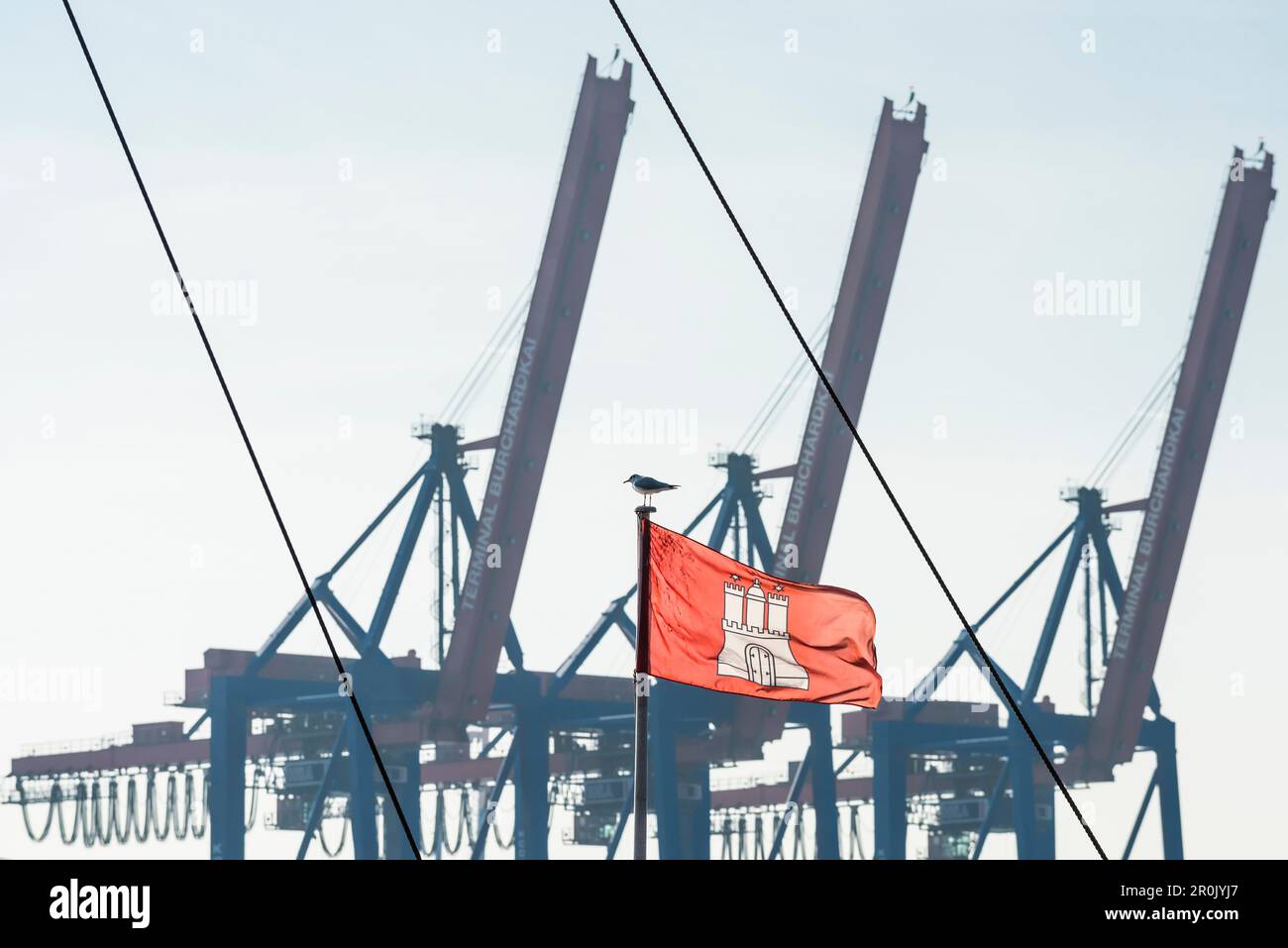 A seagull on a flagpole with Hamburg flag and the cranes of the ...