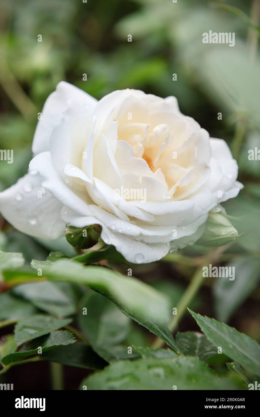 white rose in rose garden of New Residence, Bamberg, Frankonia Region ...