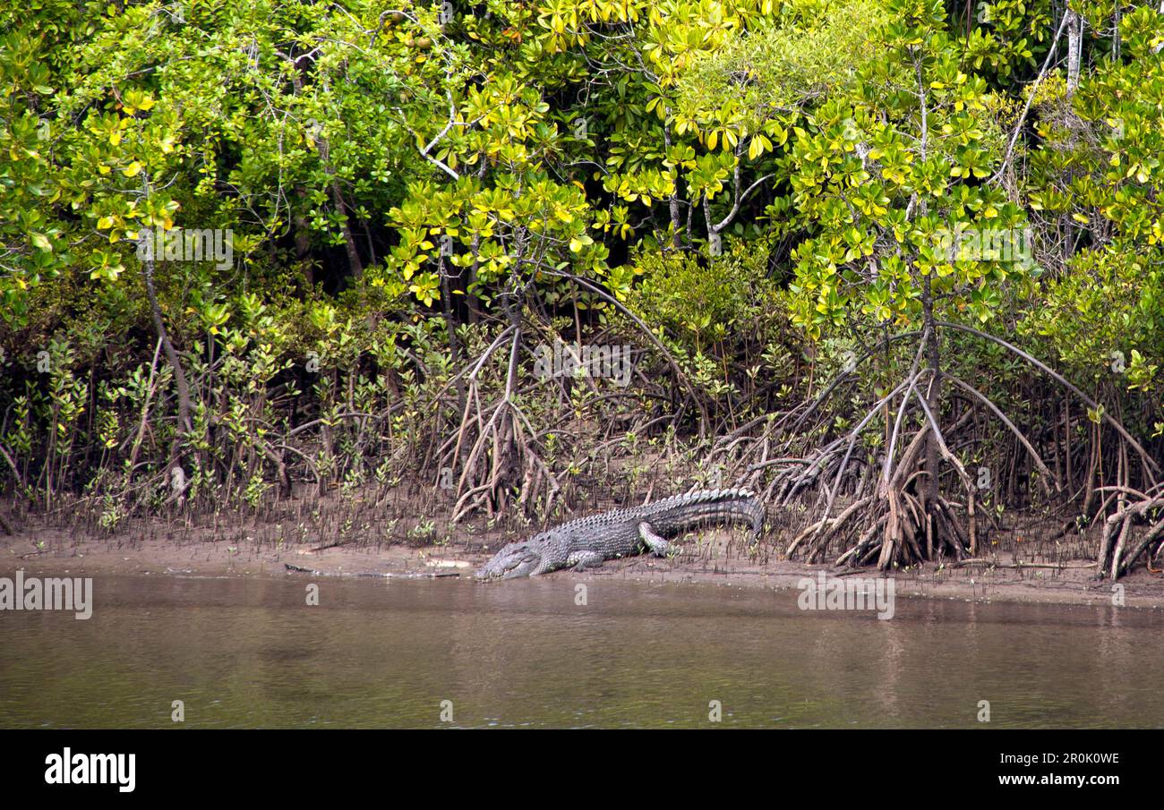 A saltwater crocodile on the banks of the Bloomfield River, Bloomfield ...