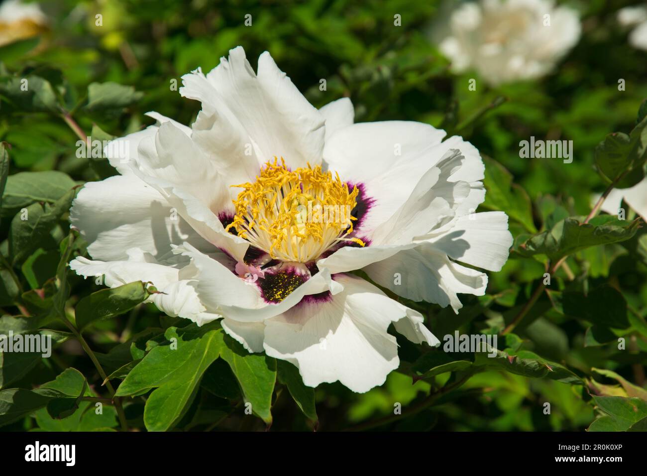 Paeony rockii hi-res stock photography and images - Alamy