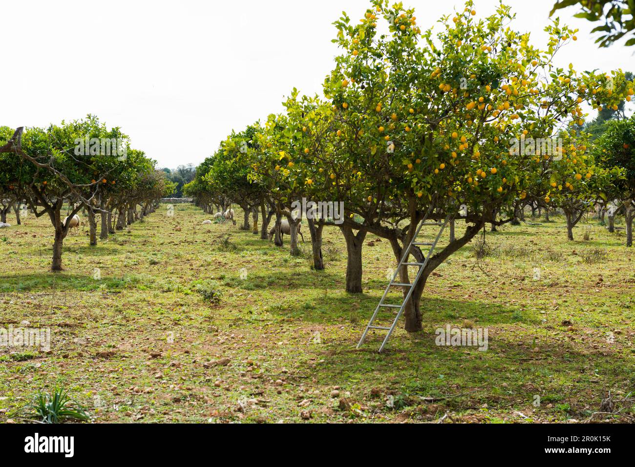 Lemon trees (Citrus × limon) bearing ripe lemons, near Lloseta ...