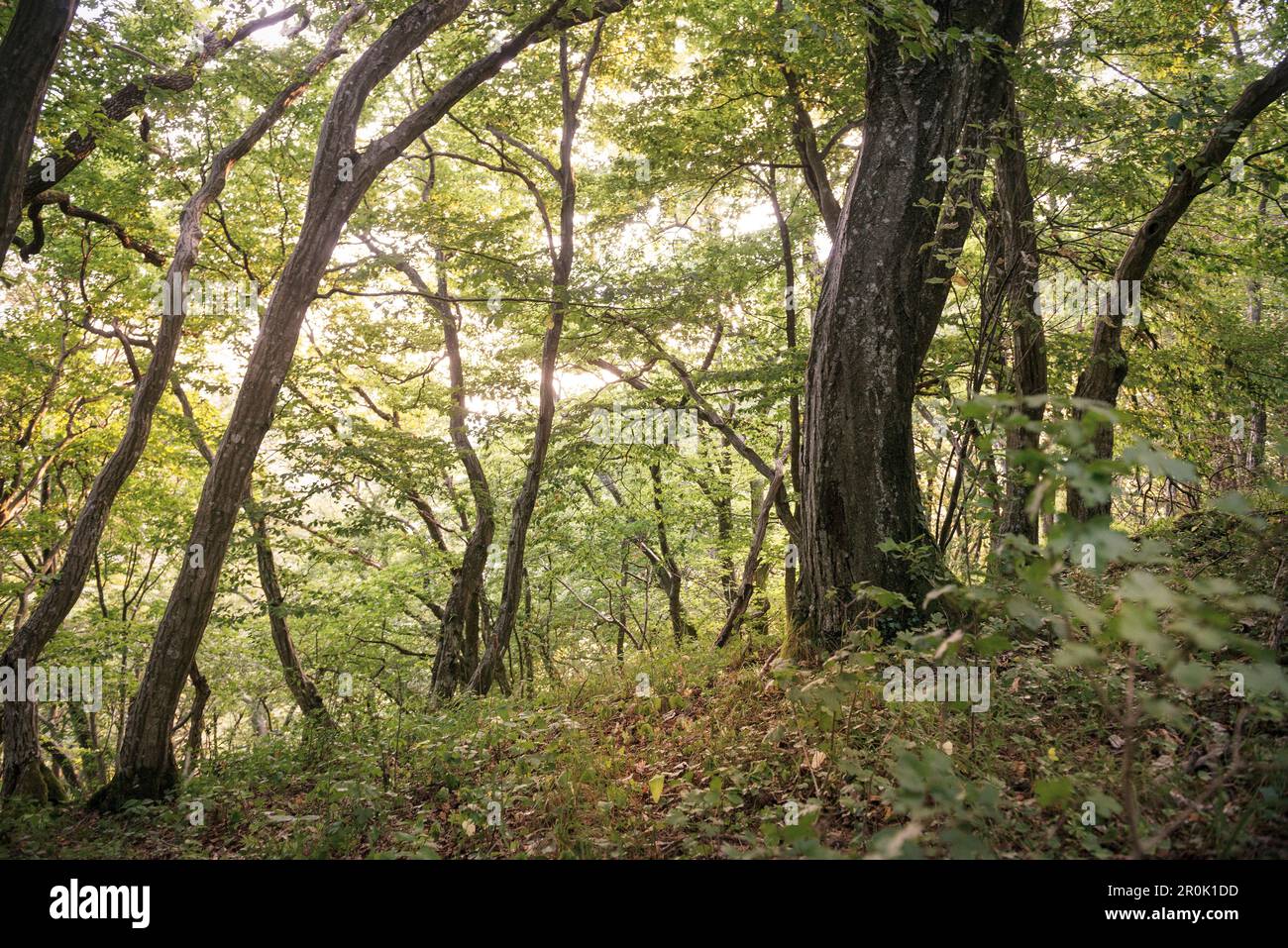 dense greenery forest at Horn Mountain around the so called three ...