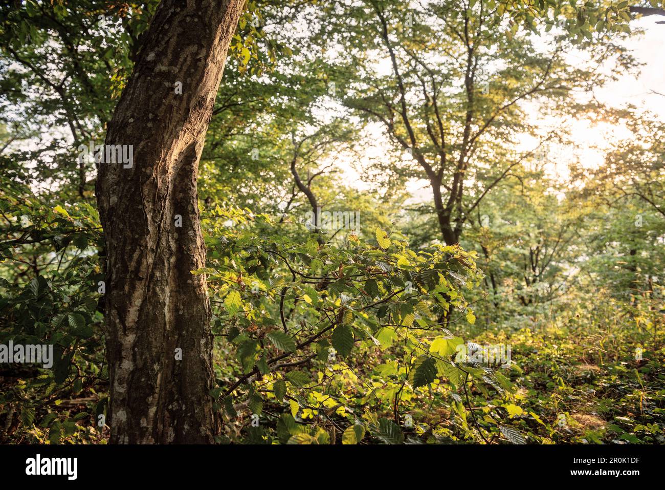 dense greenery forest at Horn Mountain around the so called three ...