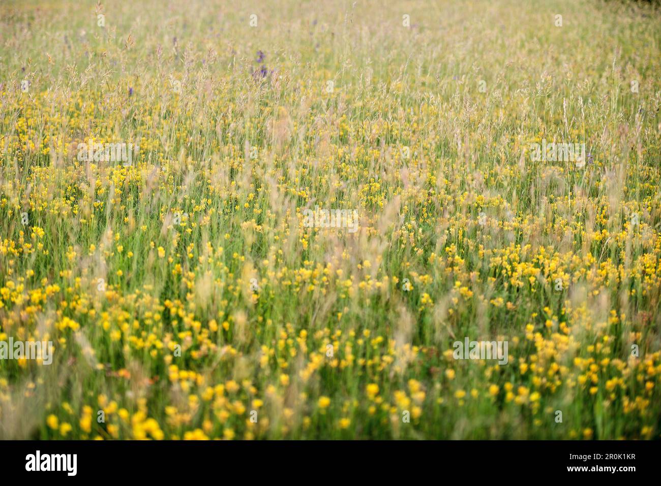 blooming flowers near the Ipf mountain that is a escarpment outlier and ...