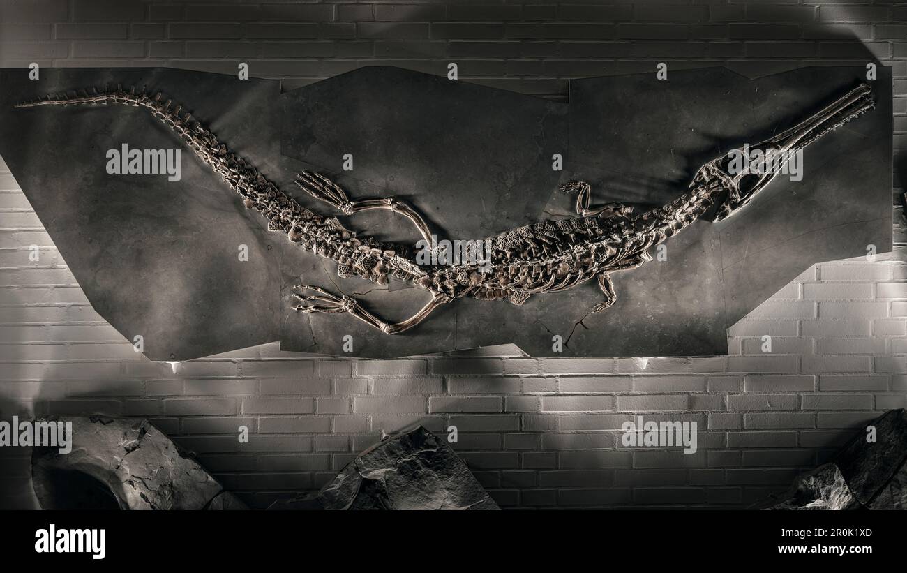 Preserved crocodile hi-res stock photography and images - Alamy