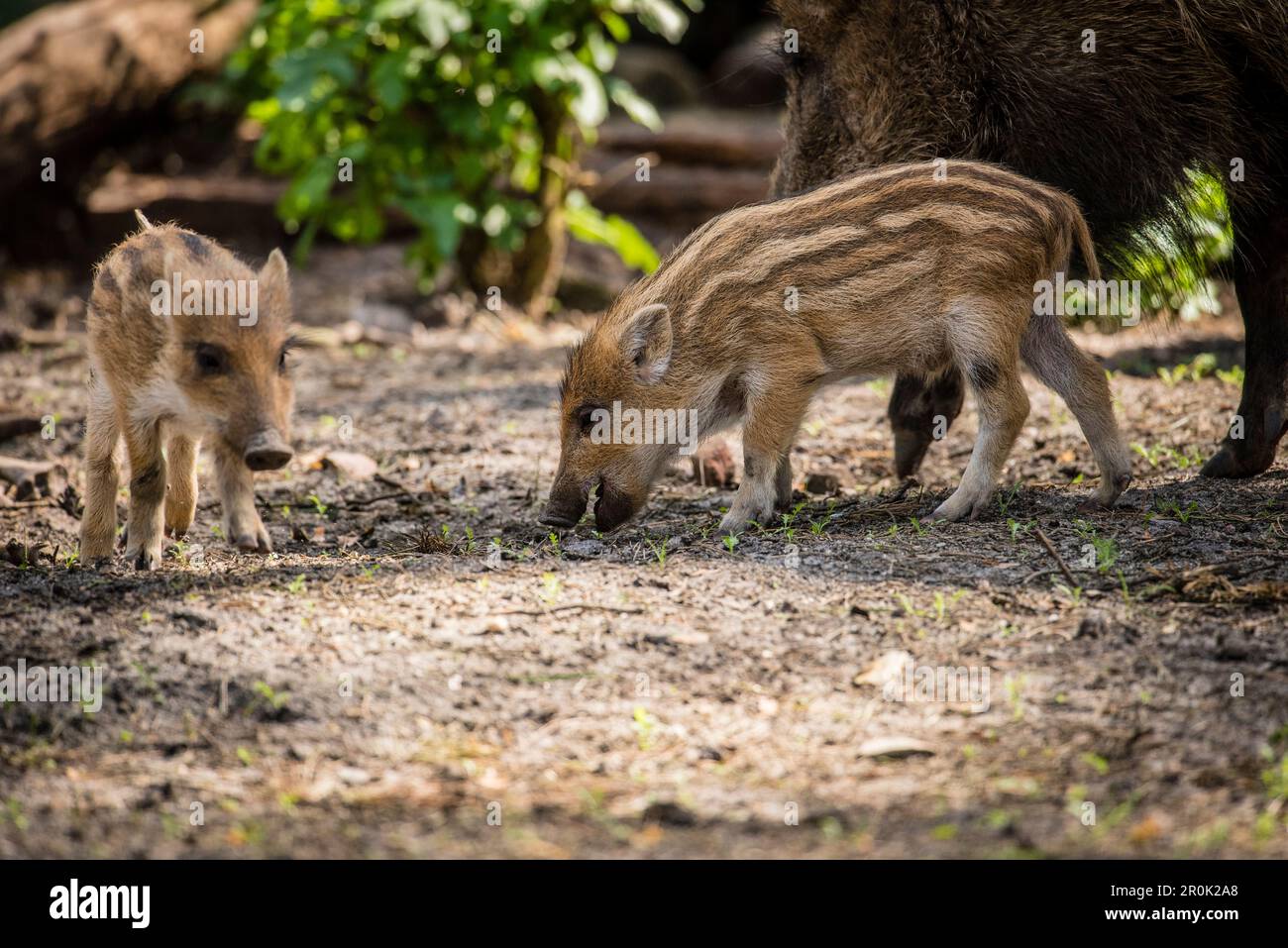 Close-up Piglet, piglet and sow eating, wild boar, wild boar baby ...