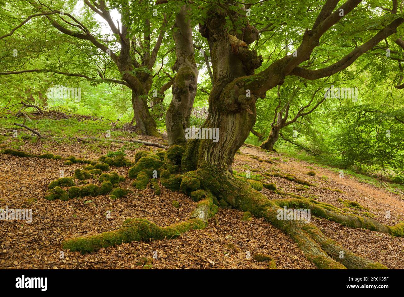 Old beeches in Kellerwald-Edersee national park, Hesse, Germany Stock ...