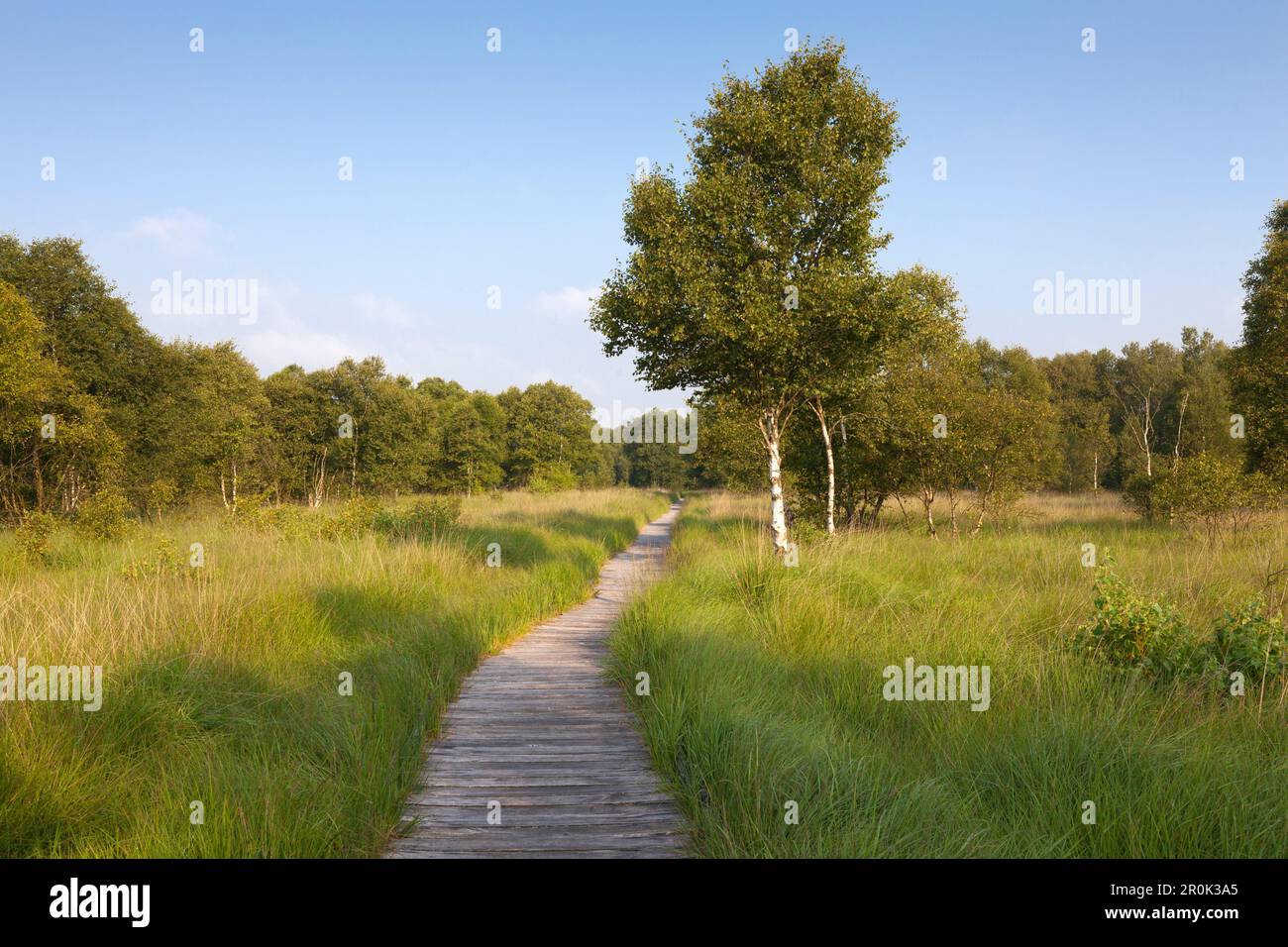 Nature reserve „Ewiges Meer“, East Friesland, Lower Saxony, Germany ...