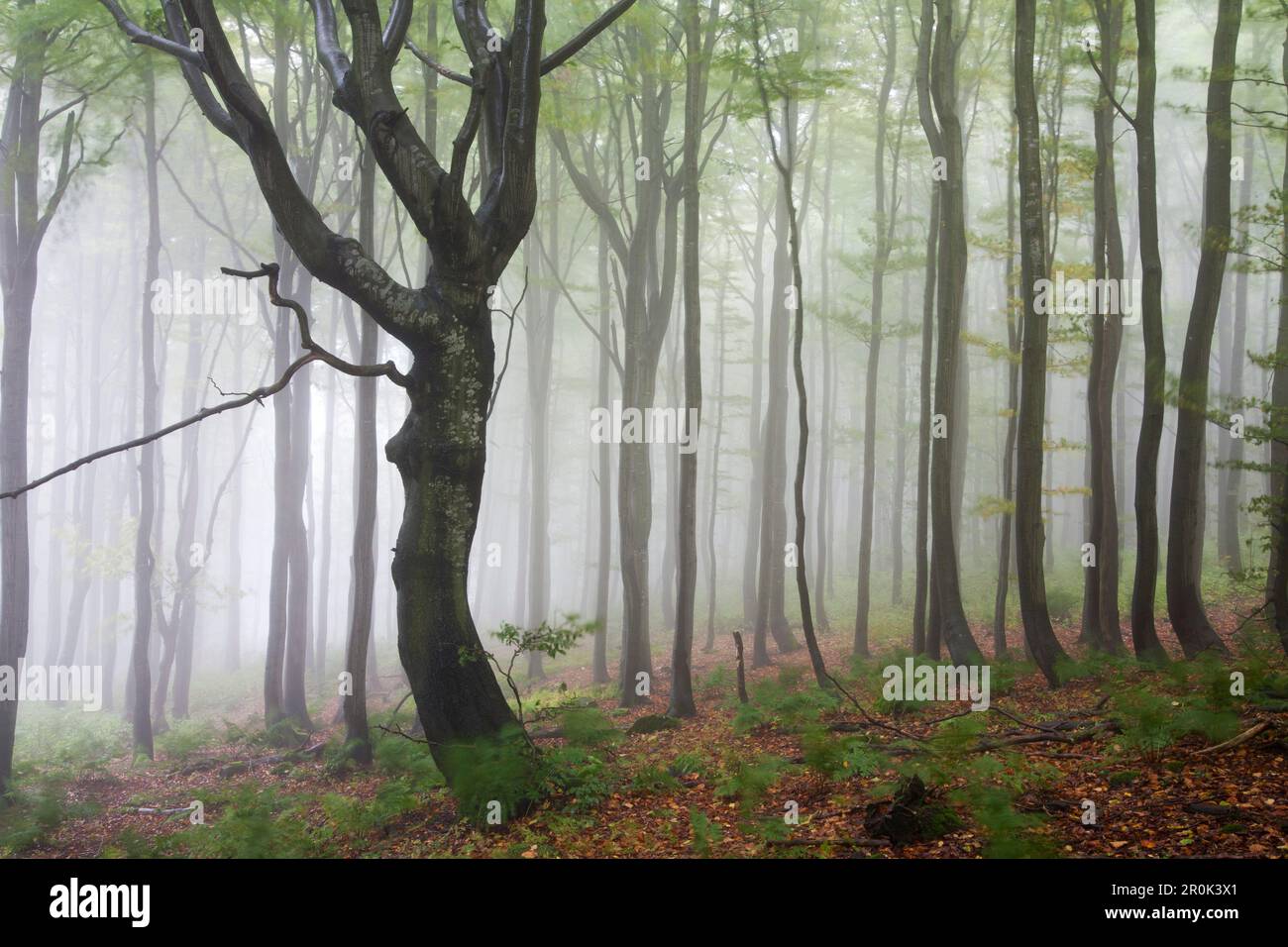 Beech forest, Rhoen Biosphere Reserve, Bavarian Rhoen Nature Park ...