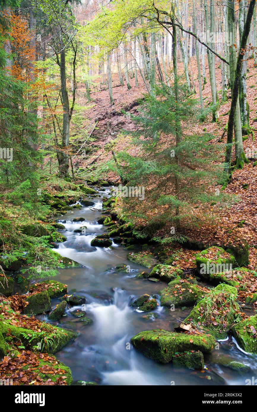 Creek of the Disbach in autumn, Rhoen Biosphere Reserve, Bavarian Rhoen ...