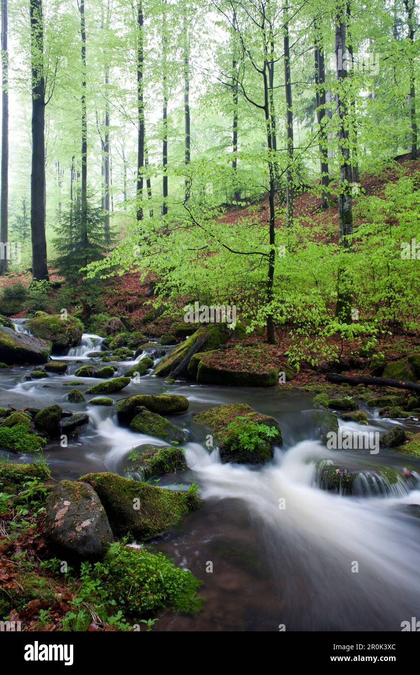 Creek of the Disbach, Rhoen Biosphere Reserve, Bavarian Rhoen Nature ...