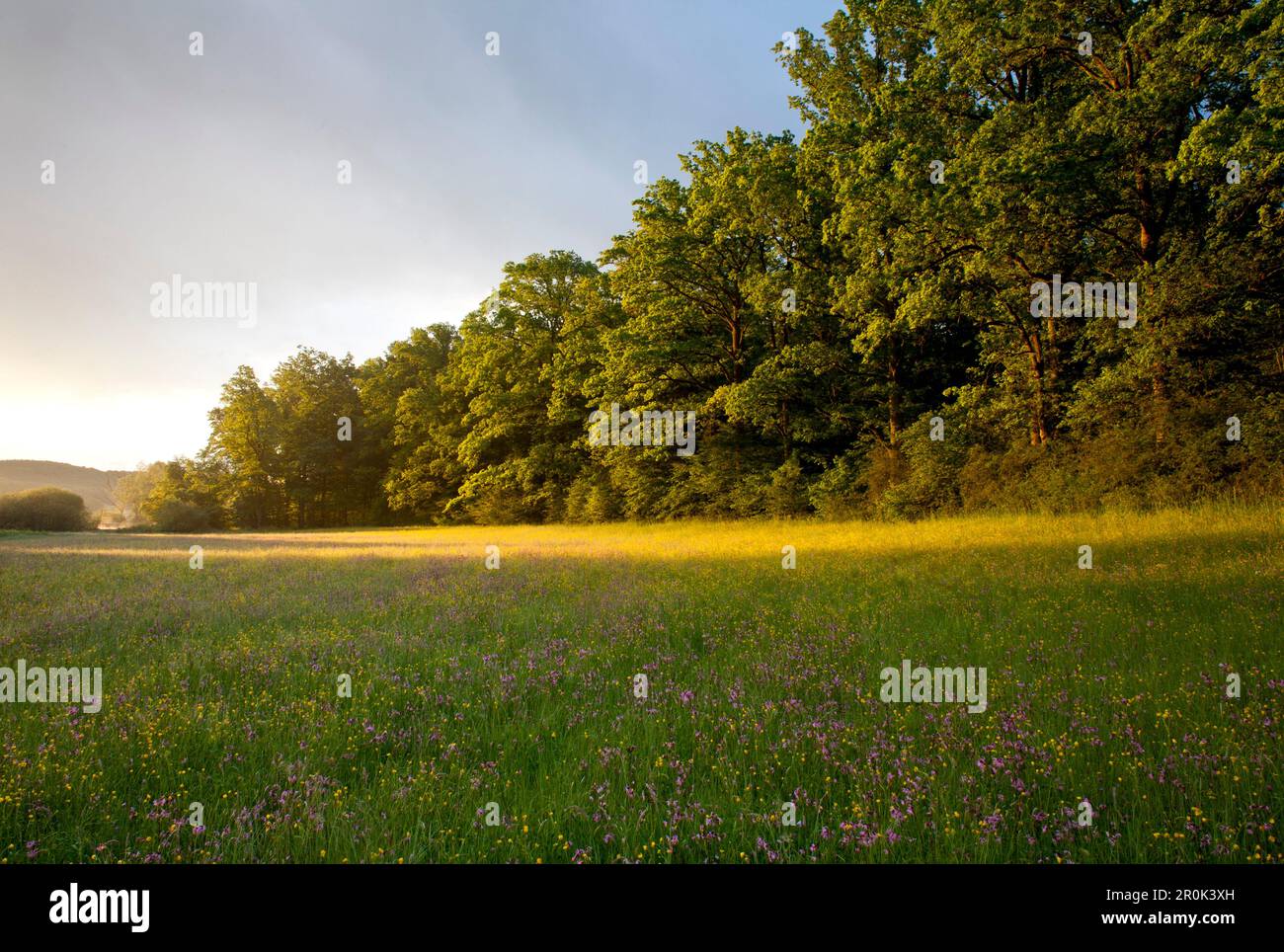 Border of a wood, Steigerwald Nature Park, Lower Franconia, Bavaria ...