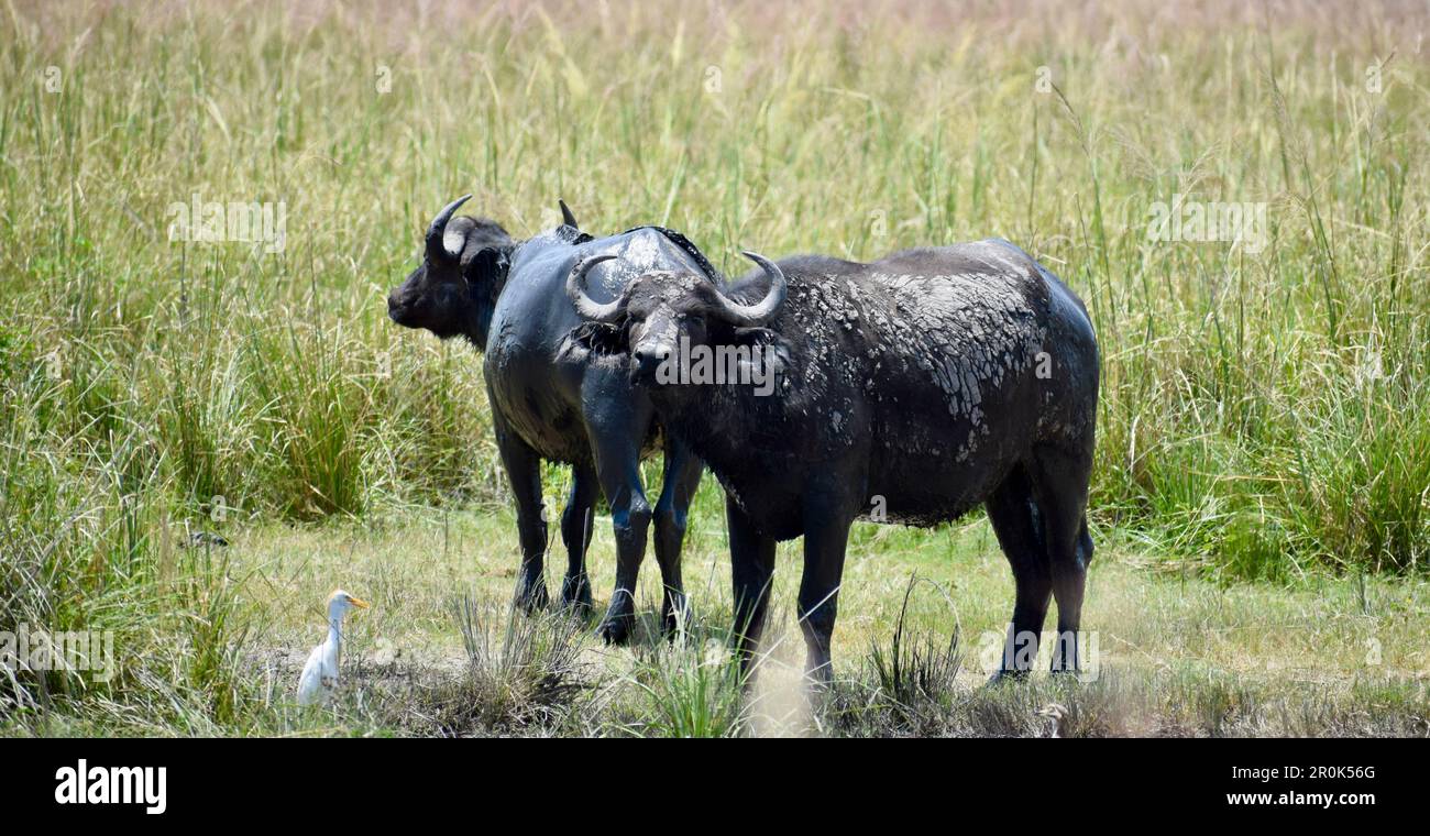 White cattle egret bird next to a pair of cape buffalos standing in a ...