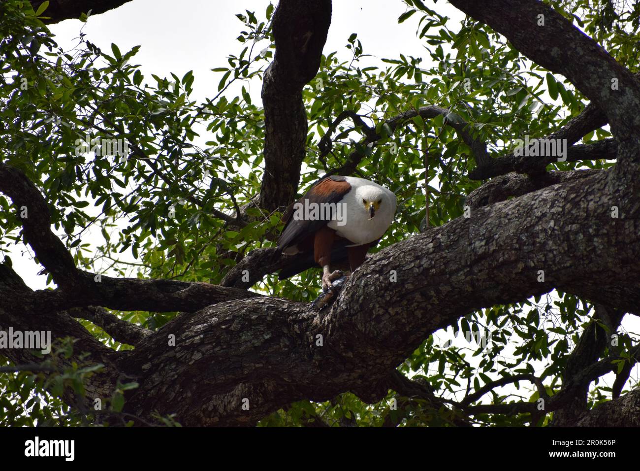 African fish eagle (Haliaeetus vocifer) eating a fish on a tree and ...
