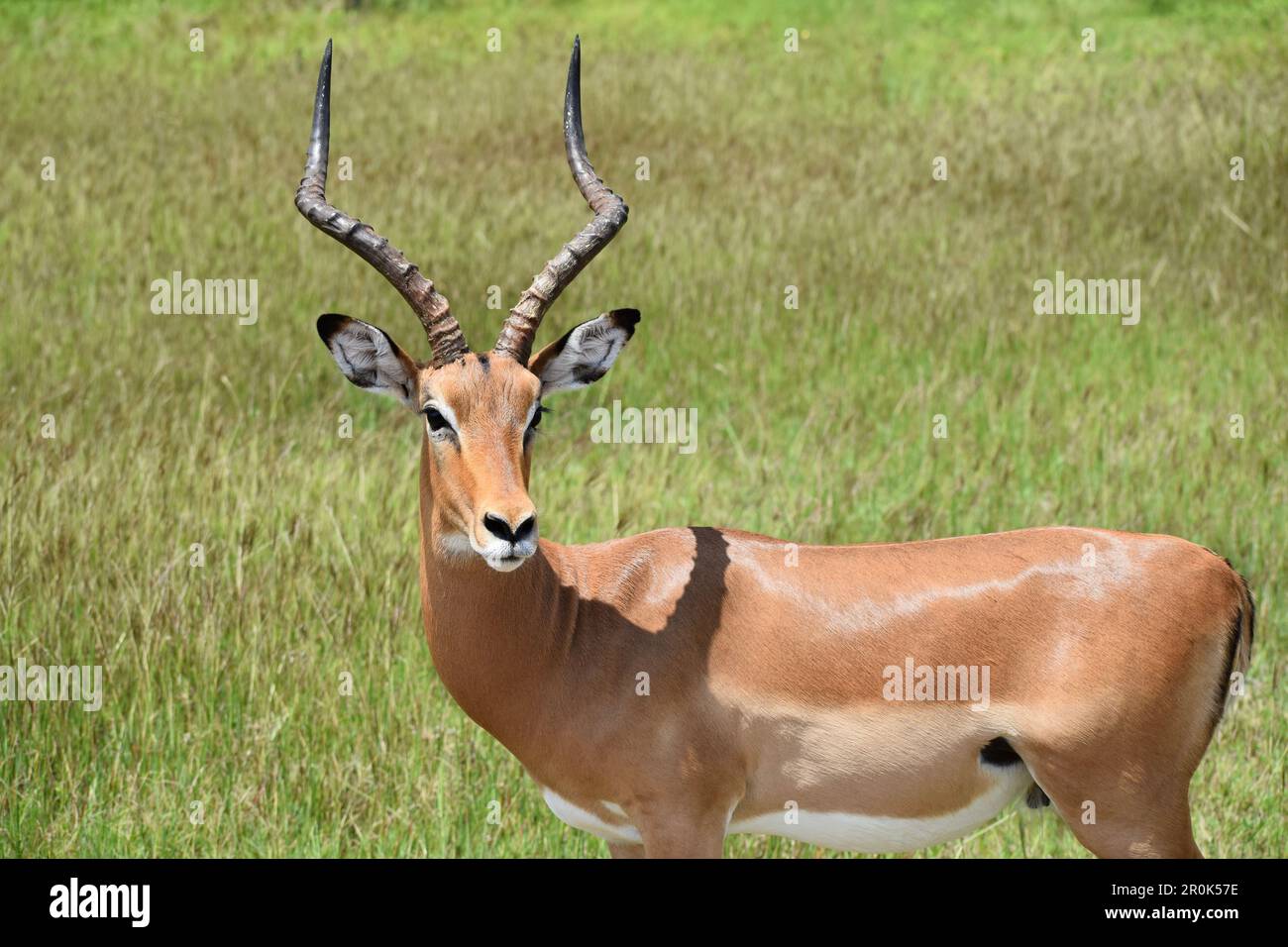Ringed horns hi-res stock photography and images - Alamy