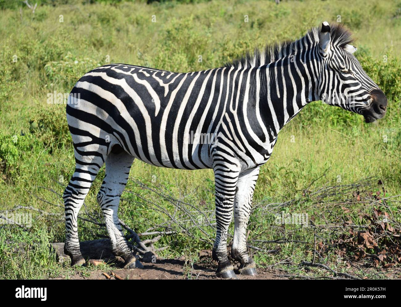 Zebra with eyes closed hi-res stock photography and images - Alamy