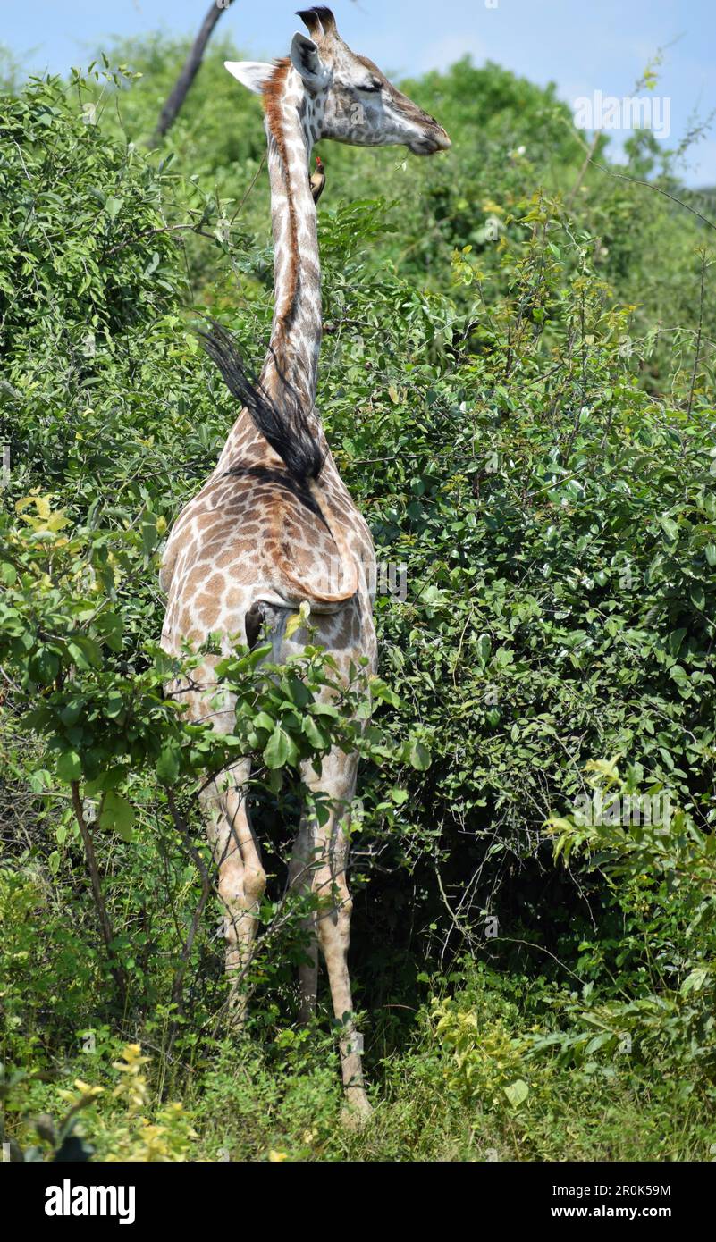 Rear view of giraffe looking to the side and swining tail, with red ...