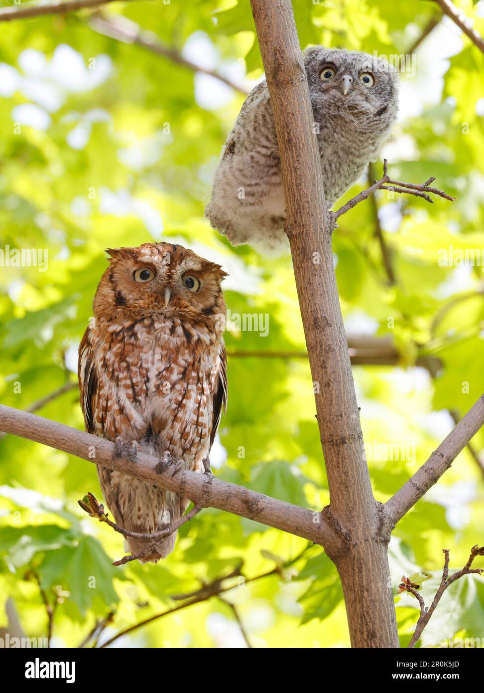 Owl On Branch