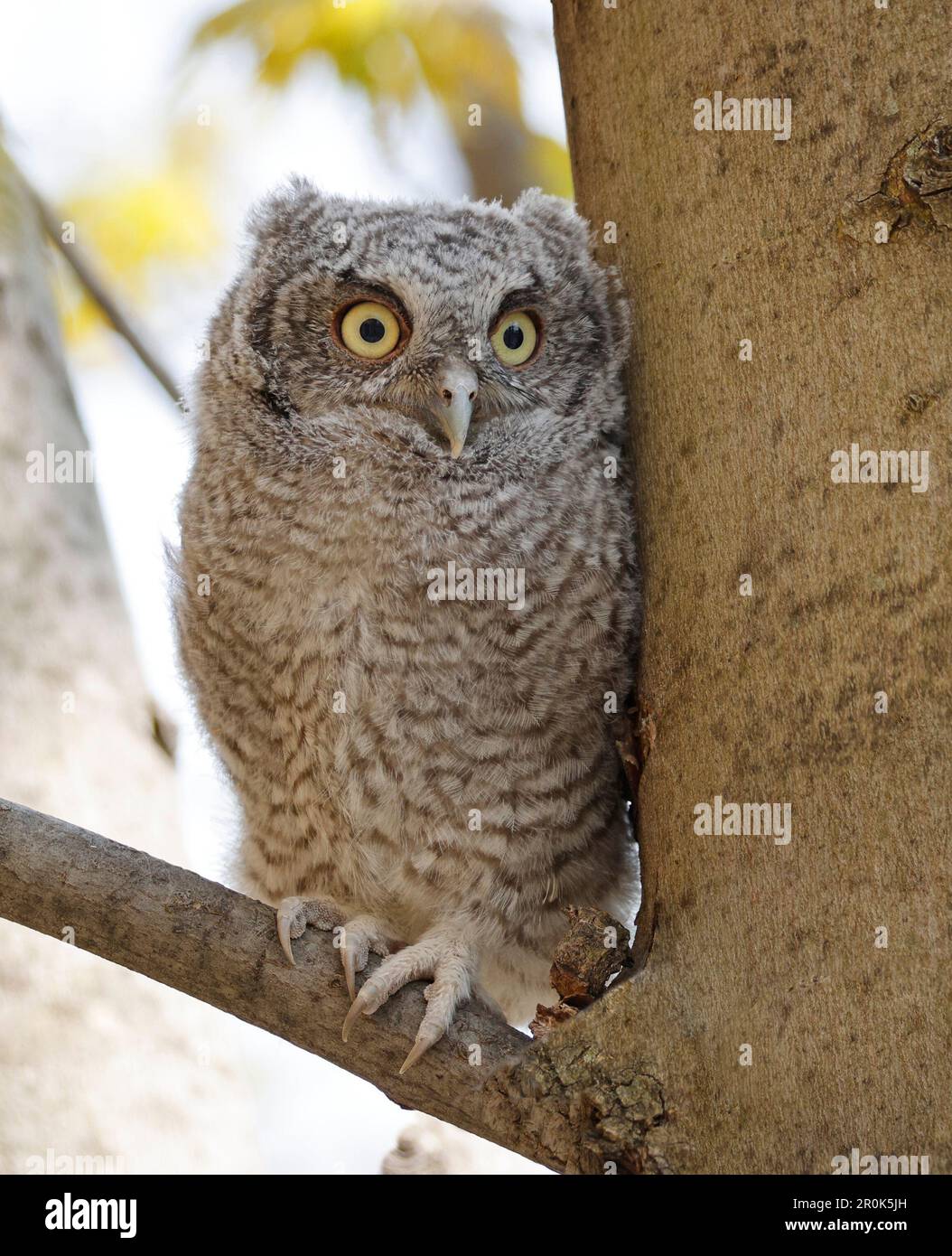 Western Screech Owl Baby