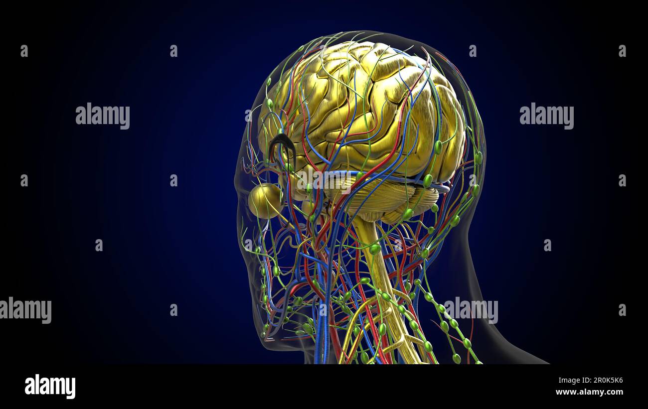 Human brain anatomy for medical concept 3D illustration Stock Photo - Alamy