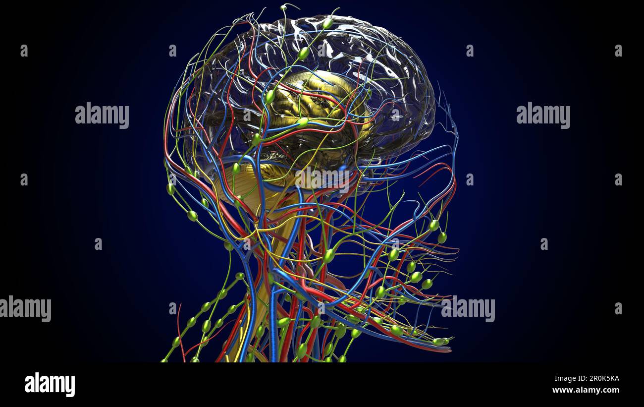 Human brain anatomy for medical concept 3D illustration Stock Photo - Alamy