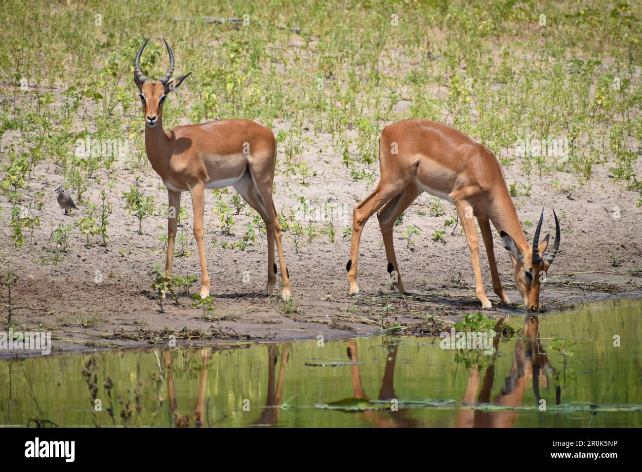 Impalas drinking water by Chobe river Stock Photo - Alamy