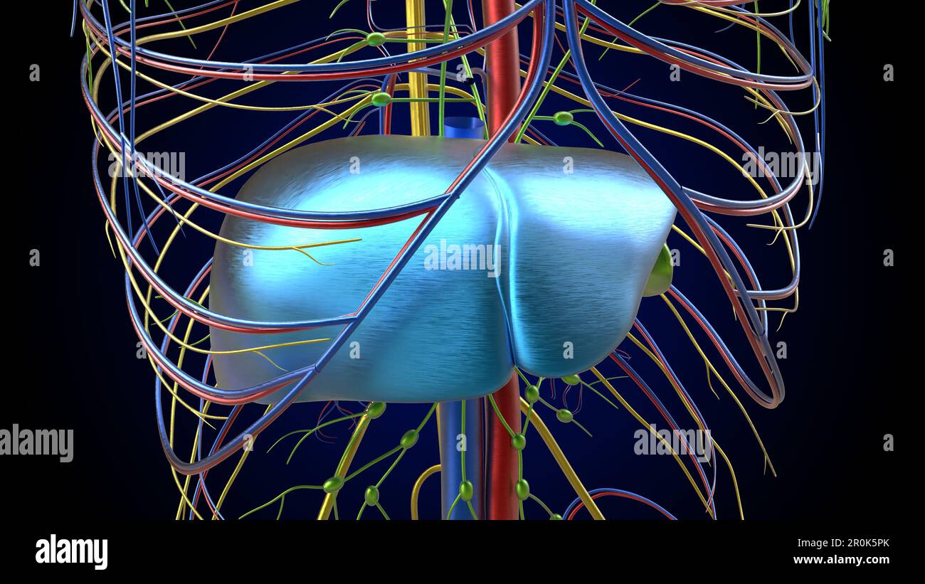 Human Anatomy internal organs liver anatomy For medical concept 3D ...