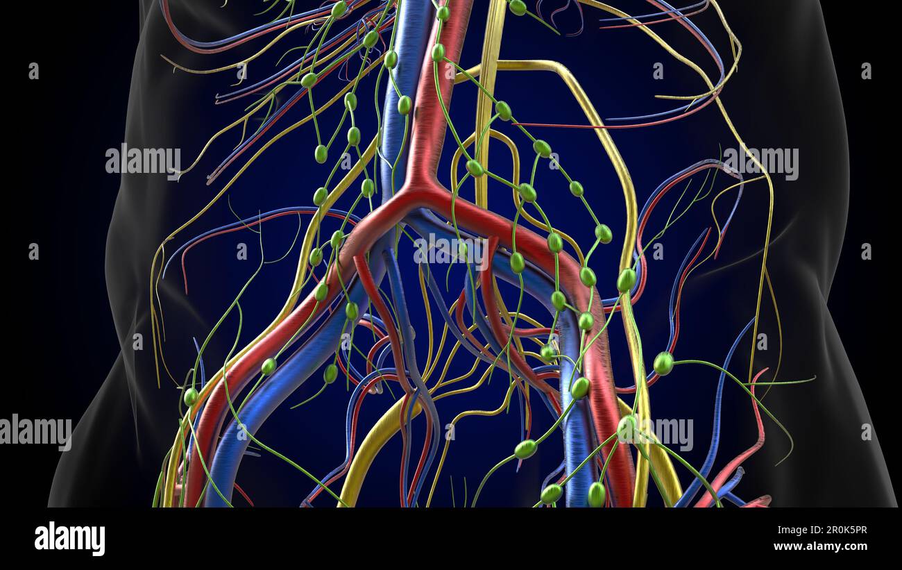 Human lymph nodes anatomy for medical concept 3D illustration Stock ...