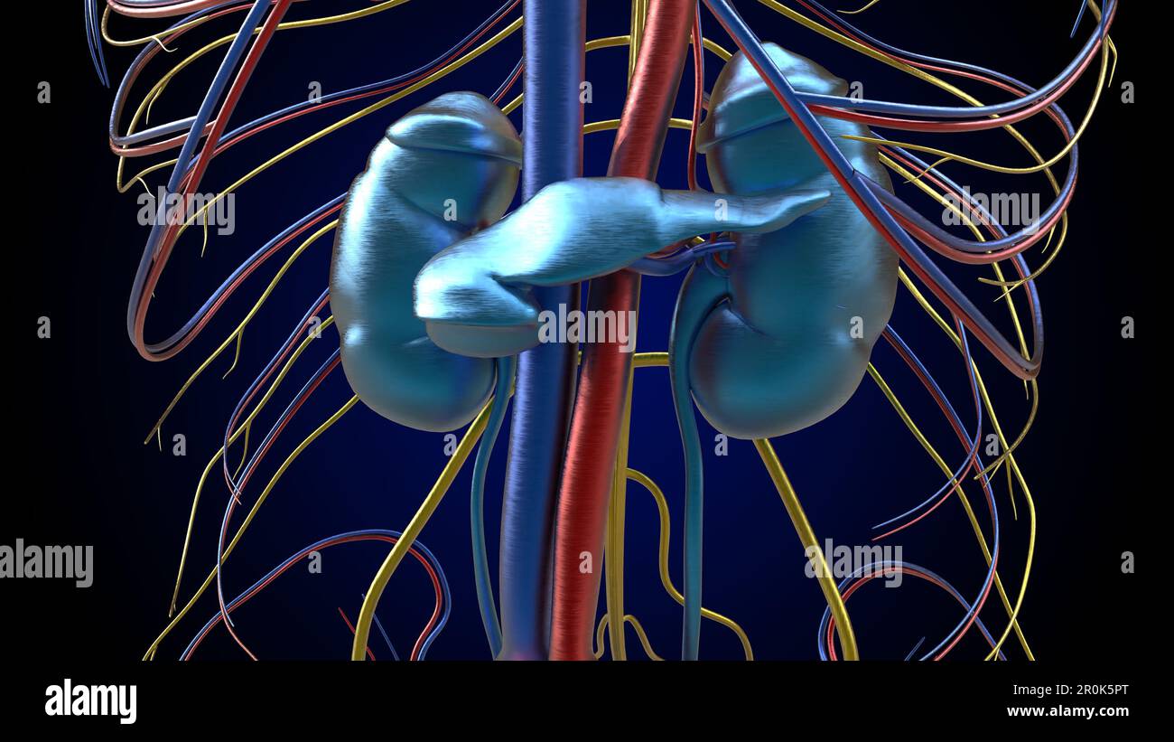 Human kidney anatomy for medical concept 3D illustration Stock Photo ...