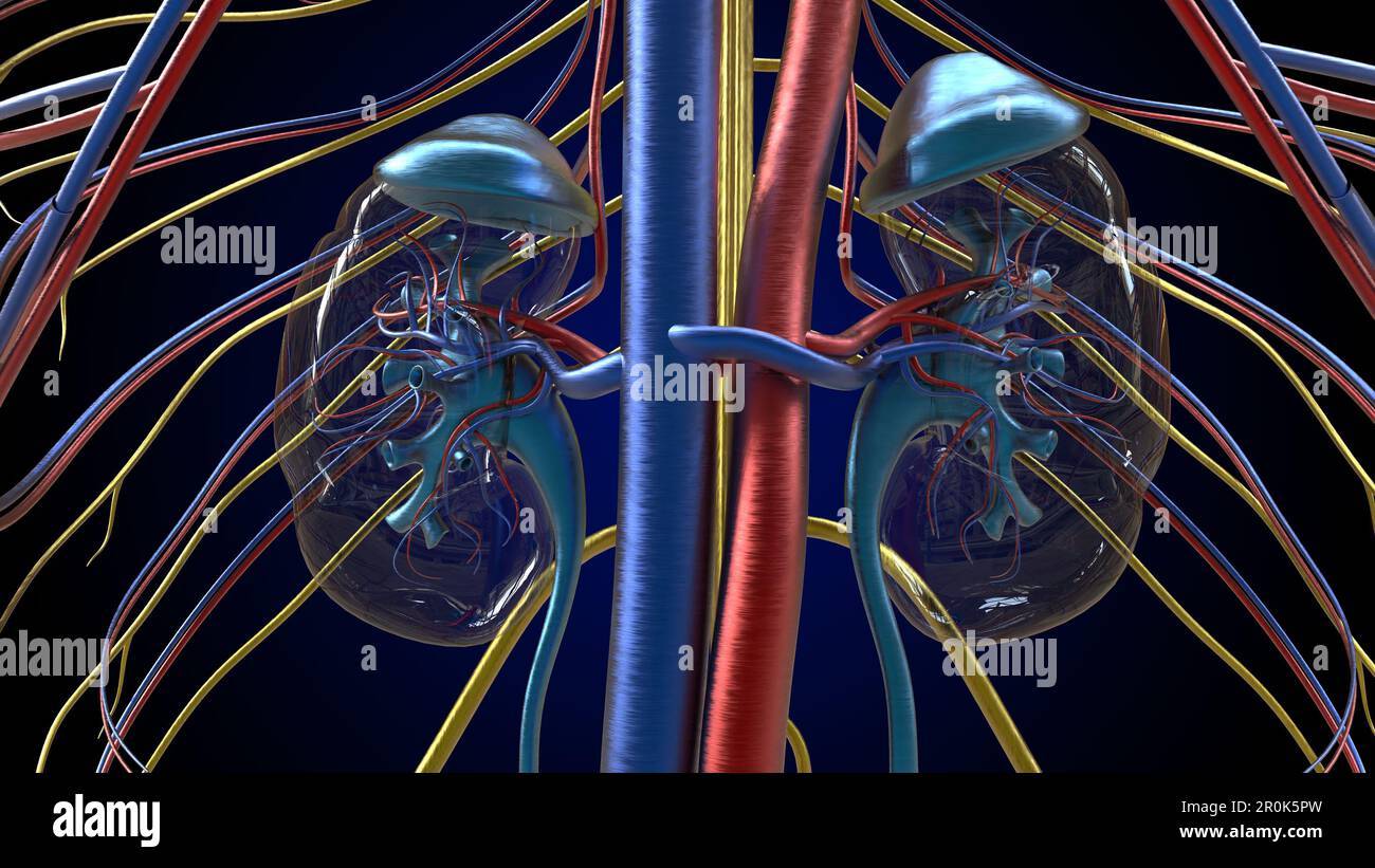 Human kidney anatomy for medical concept 3D illustration Stock Photo ...