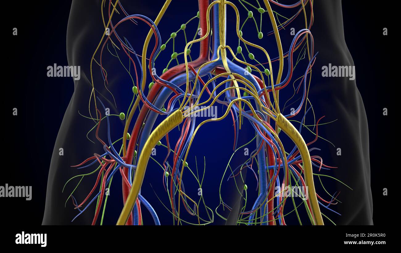 Human lymph nodes anatomy for medical concept 3D illustration Stock ...