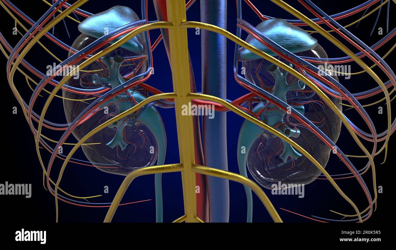 Human kidney anatomy for medical concept 3D illustration Stock Photo ...