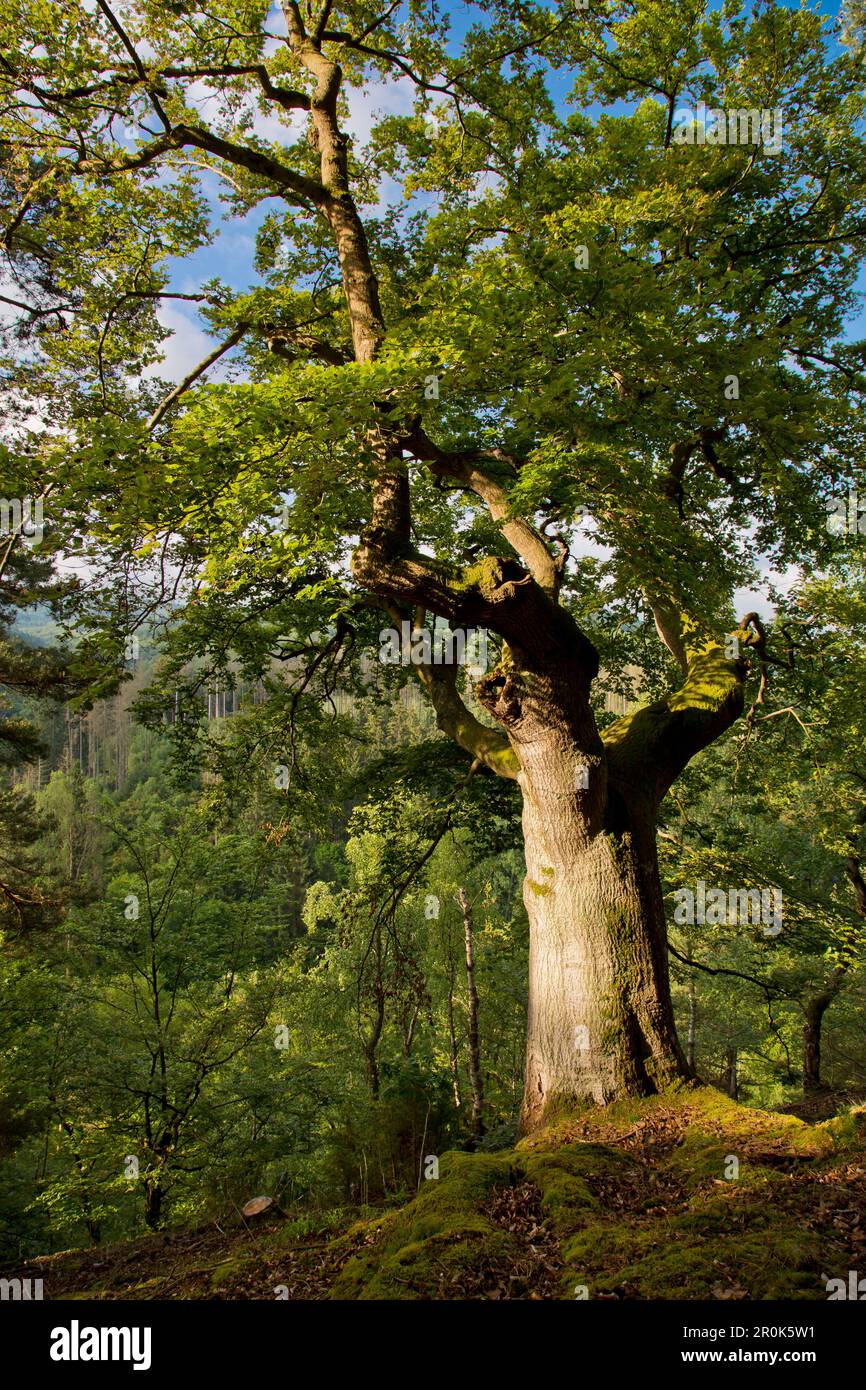 Giant beech tree (Fagus sylvatica) in the beech forest at Kellerwald ...