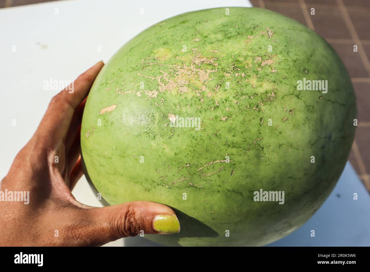 Female holding Fresh organic Light green watermelon. Indian fruit Light ...