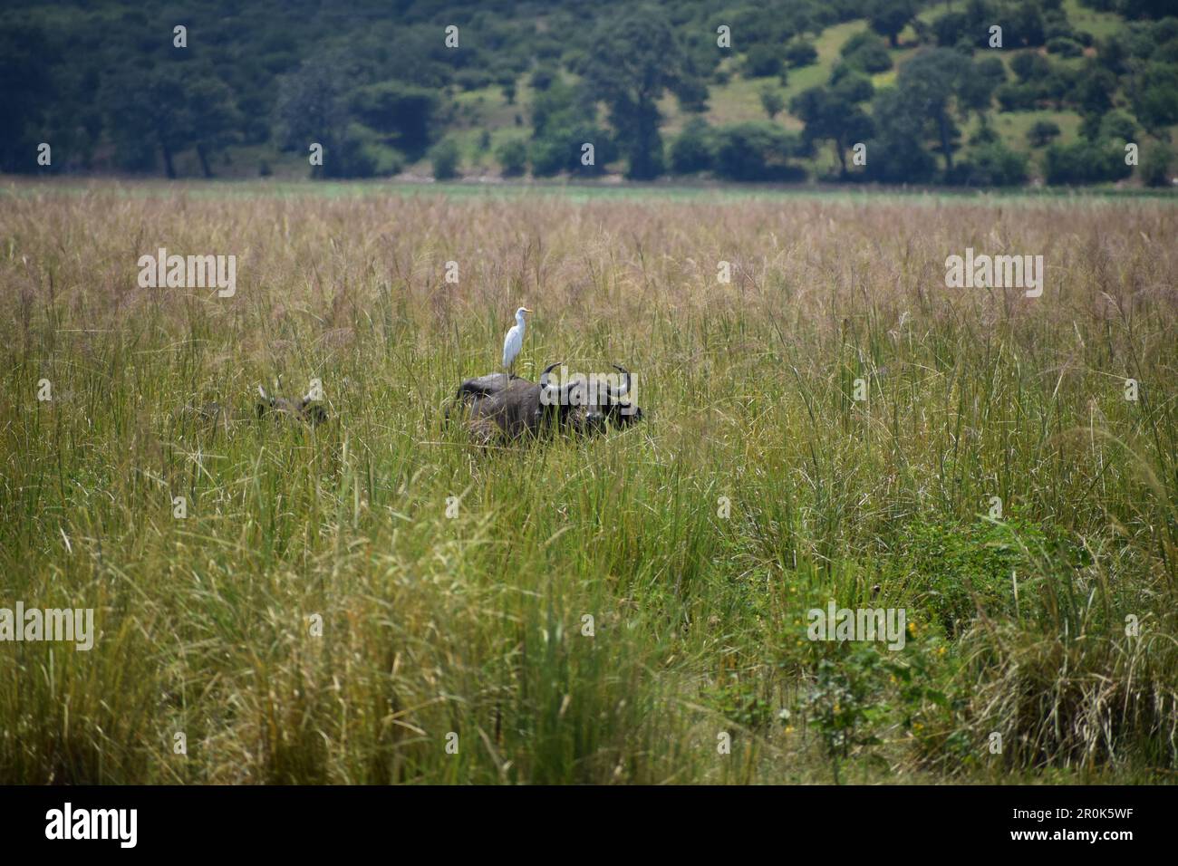 White cattle egret bird sitting on cape buffalo and hidding in dense ...