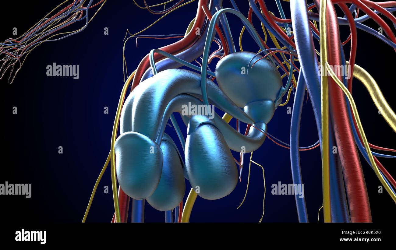 Male Reproductive System Anatomy For Medical Concept 3D Illustration ...