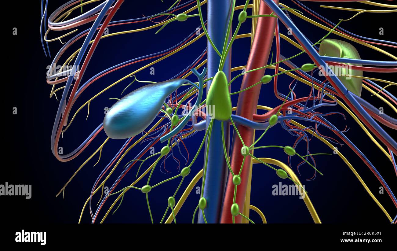 Gall Bladder Human Digestive System Anatomy For Medical Concept 3D ...